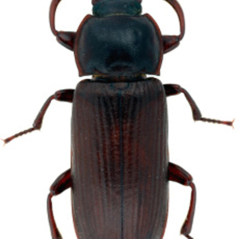 Food pests | City of Helsinki