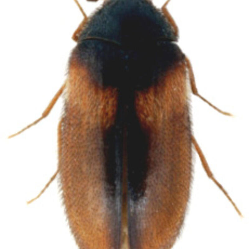 Food pests | City of Helsinki