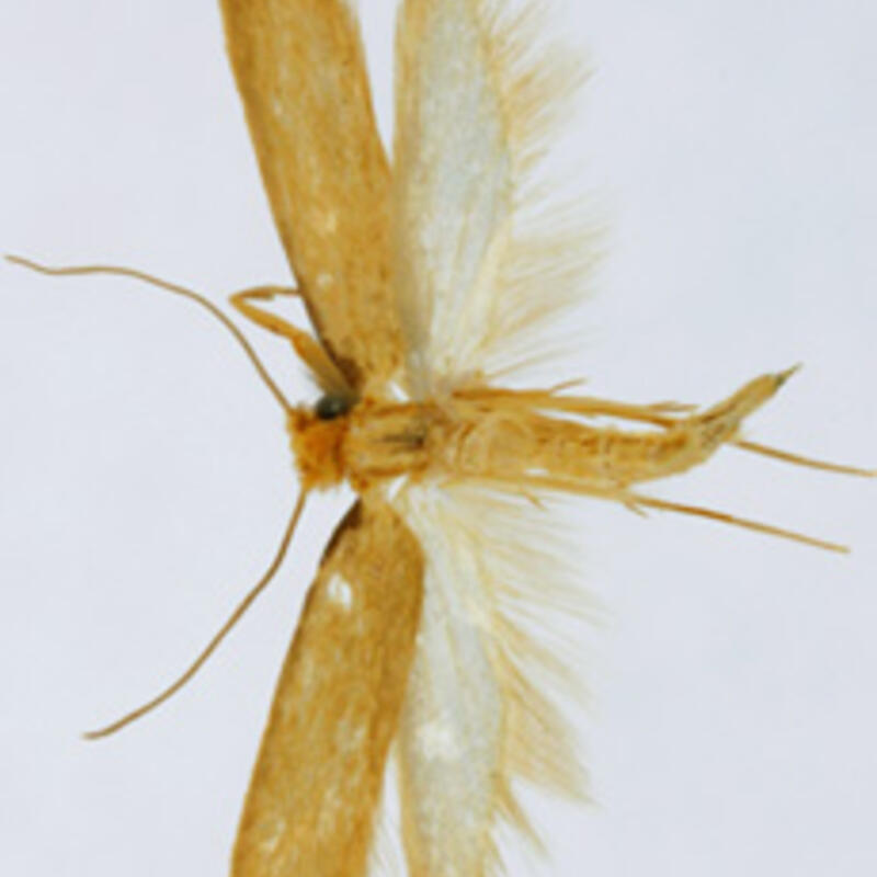 Tekstiilituholaiset | Helsingin kaupunki