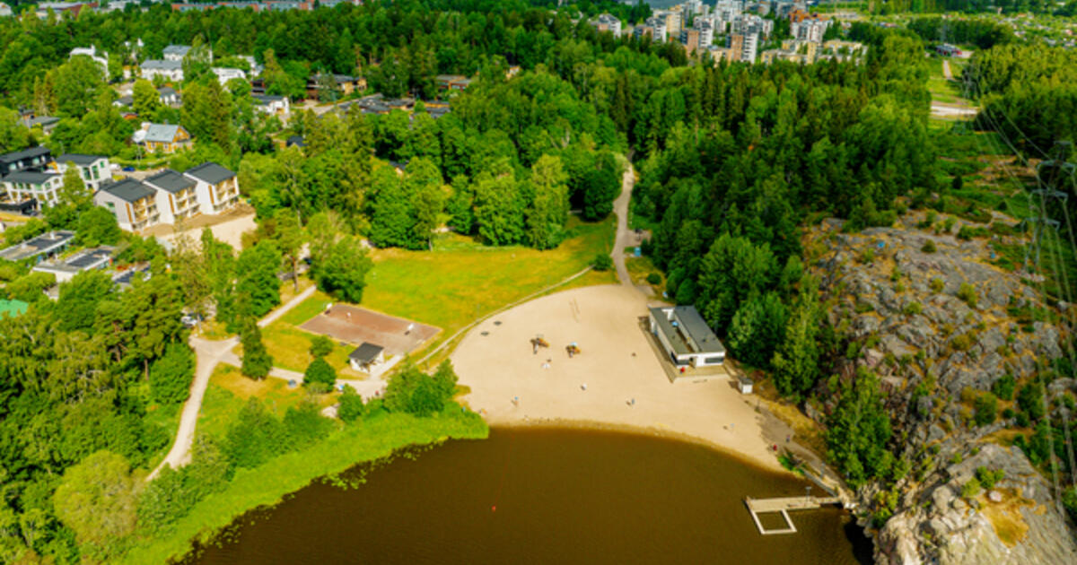 Cowbane found near the Pikkukoski, Pakila and Tapaninvainio beaches ...