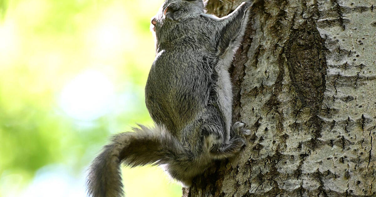Growth of flying squirrel population in Helsinki stabilised | City of ...