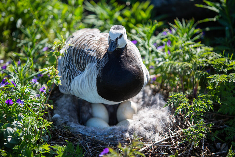 Nature on the island of Harakka | City of Helsinki
